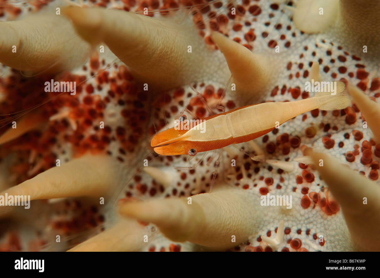 Commensal shrimp on crown of thorns starfish hi-res stock photography ...