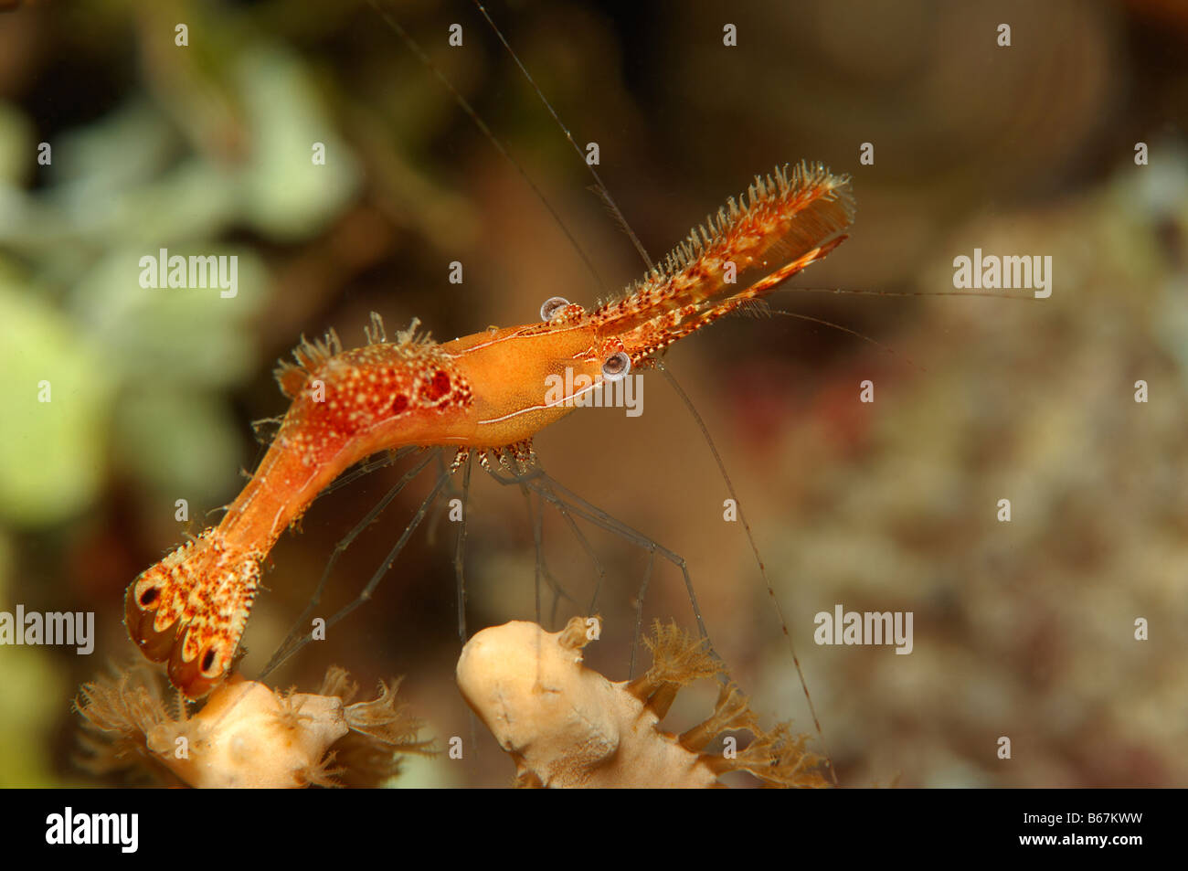 Rock Shrimp Leander plumosus Alor Lesser Sunda Islands Indo Pacific ...