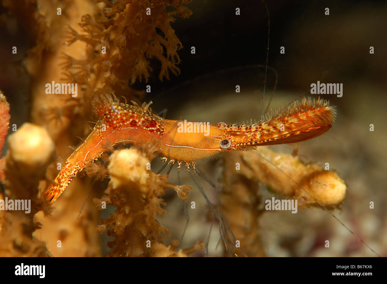 Rock Shrimp Leander plumosus Alor Lesser Sunda Islands Indo Pacific ...
