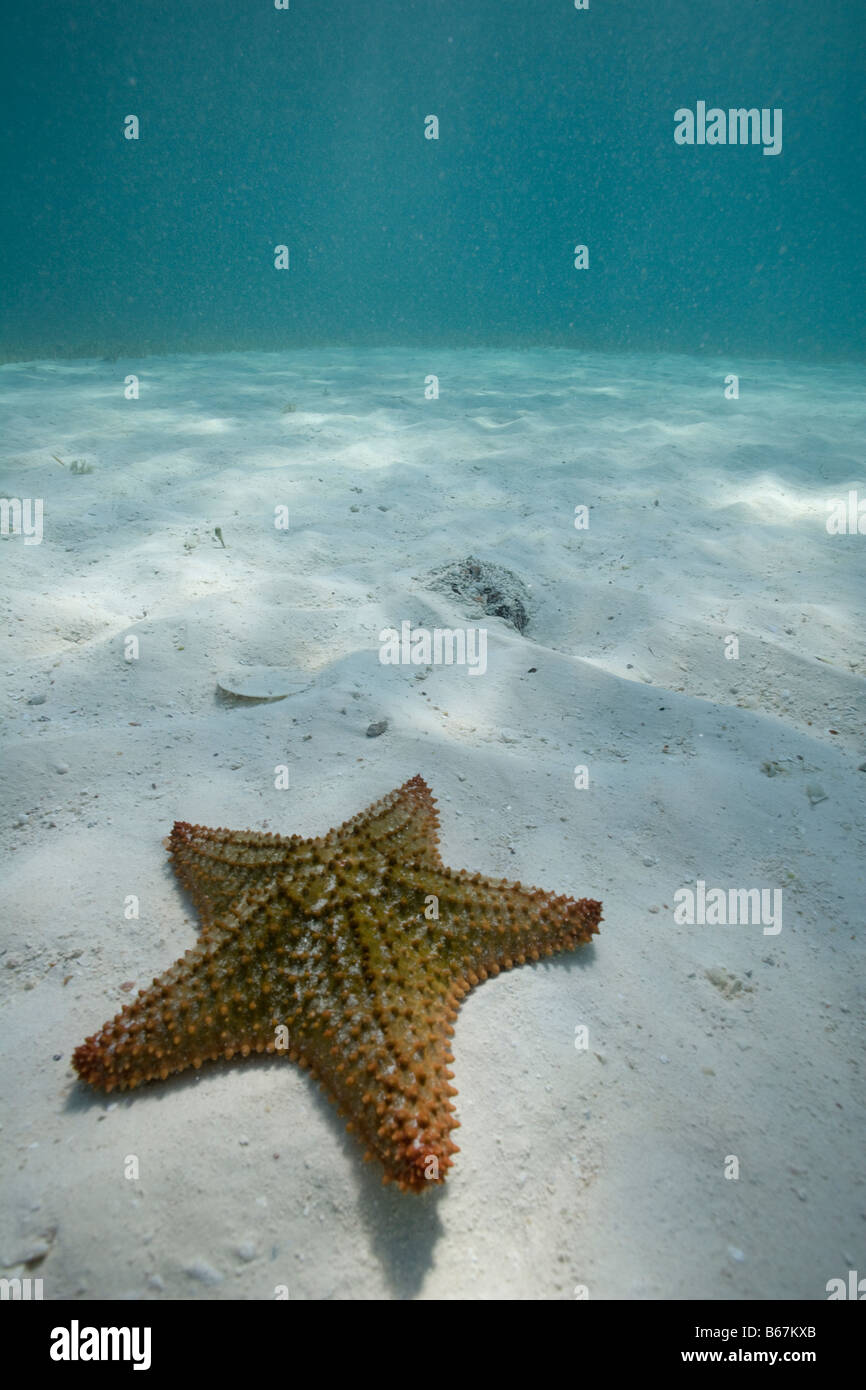 Bahamas Grand Bahama Island Freeport Underwater view of sea star near ...