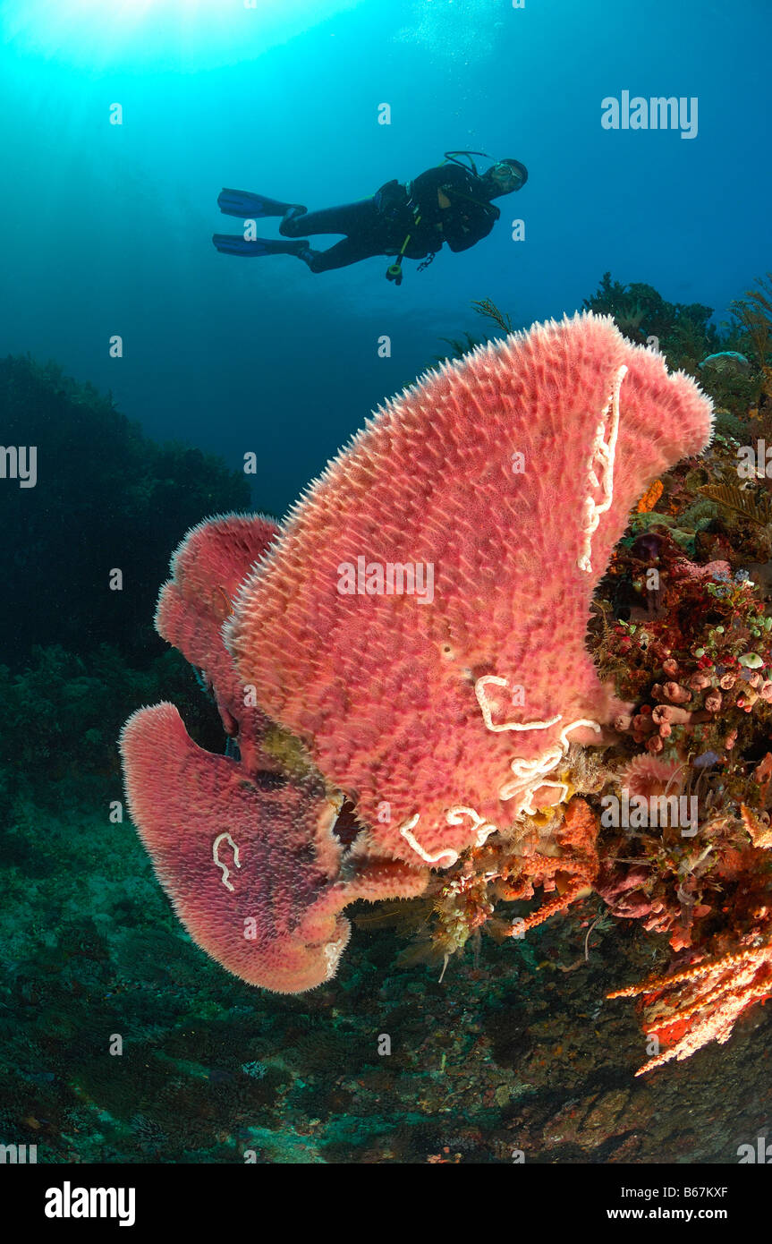 Giant Pink Sponge and Diver Porifera Alor Lesser Sunda Islands Indo ...