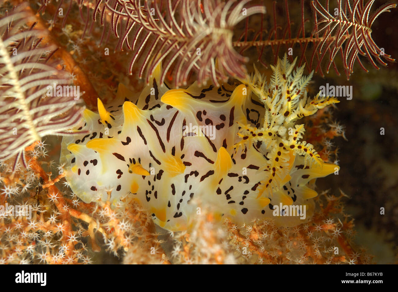 Halgerda Nudibranch Halgerda spec Alor Lesser Sunda Islands Indo ...