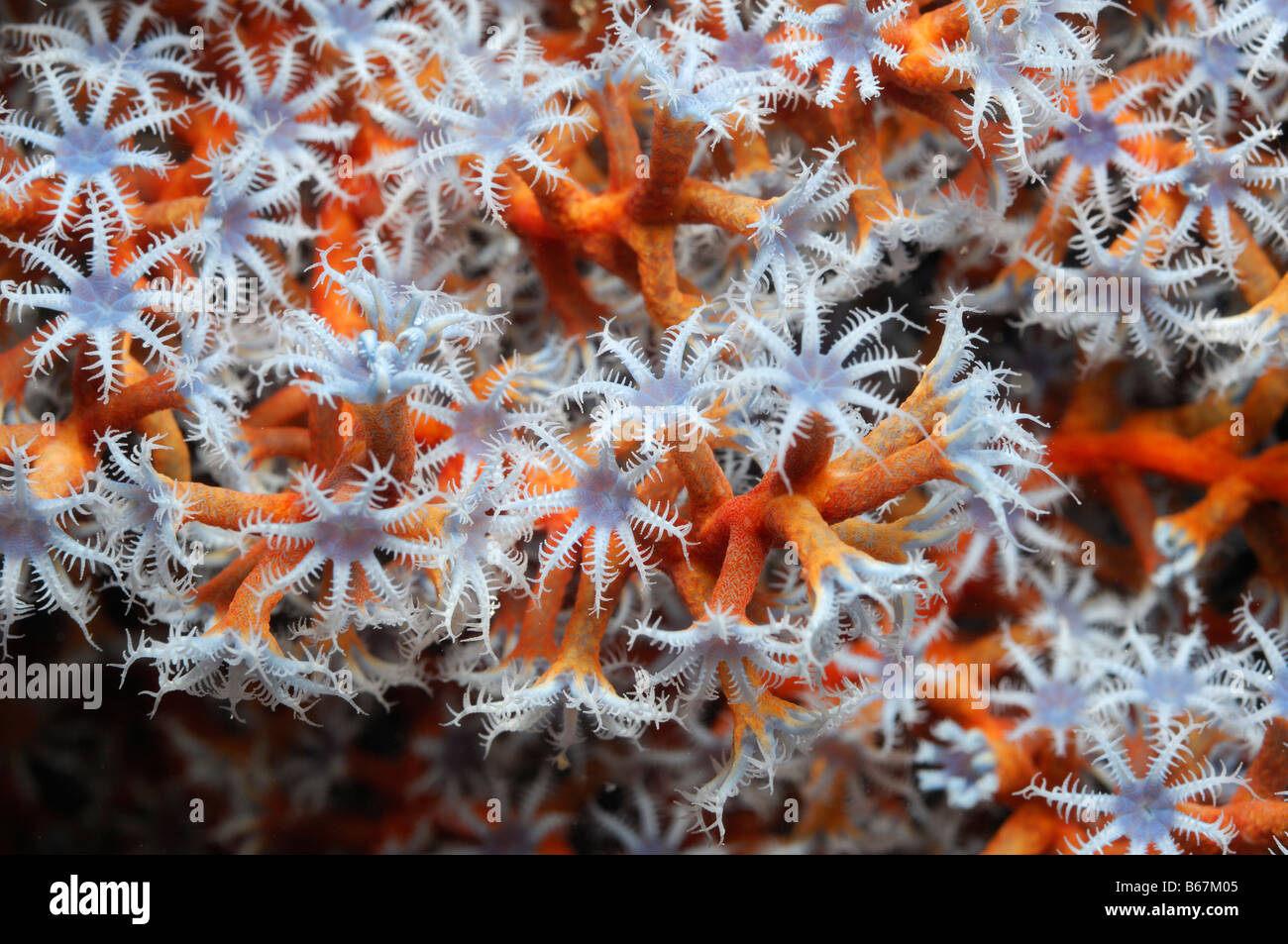 Coral polyp hi-res stock photography and images - Alamy