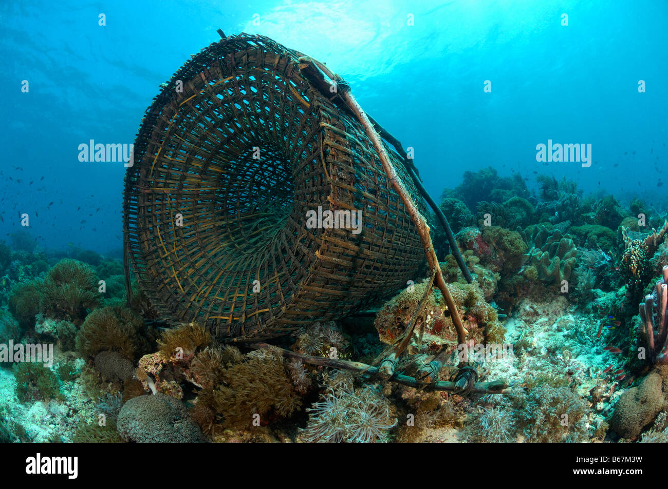 Lobster Trap in Coral Reef Alor Lesser Sunda Islands Indo Pacific ...