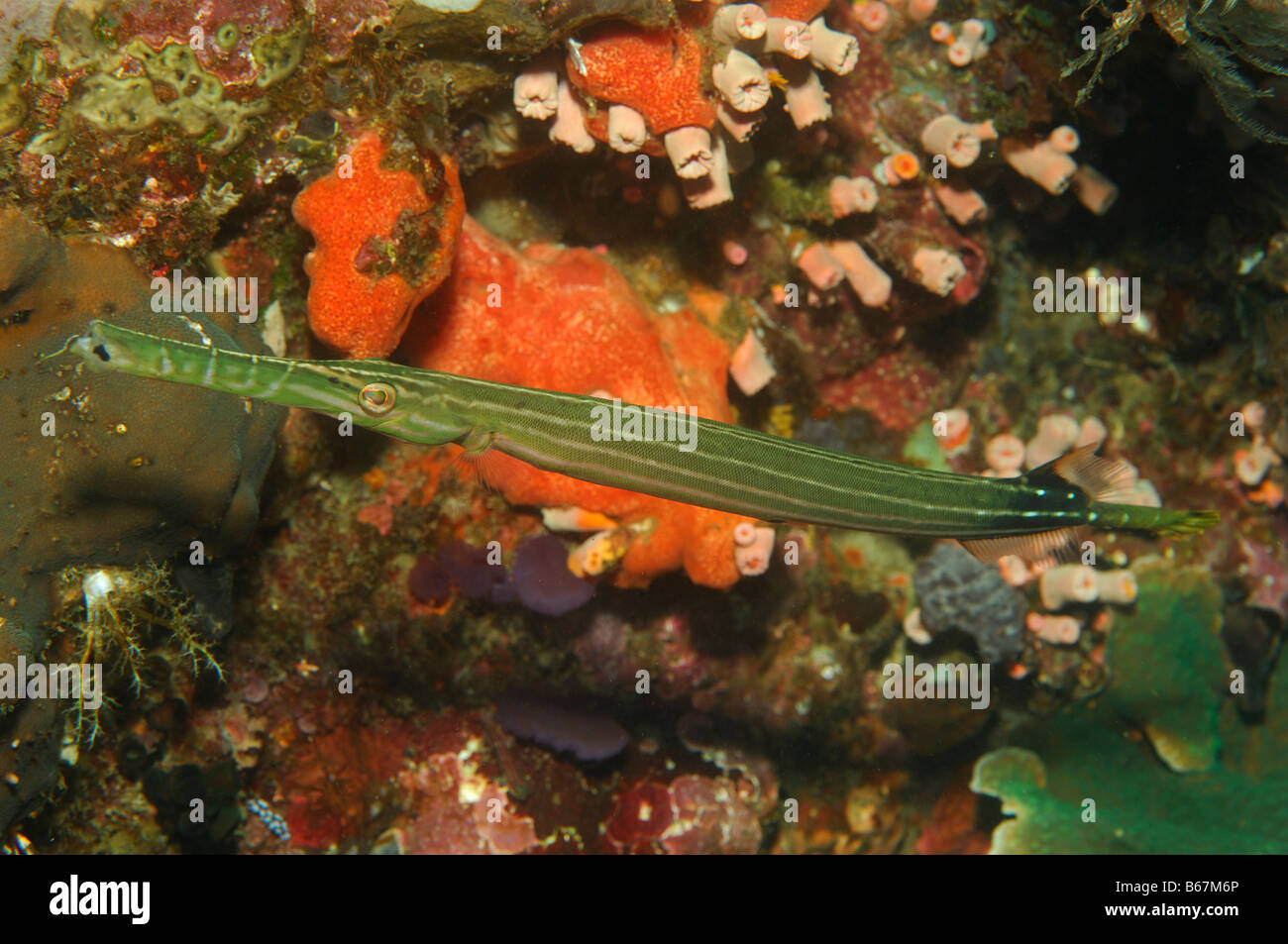 Trumpetfish Aulostomus chinensis Alor Lesser Sunda Islands Indo Pacific ...