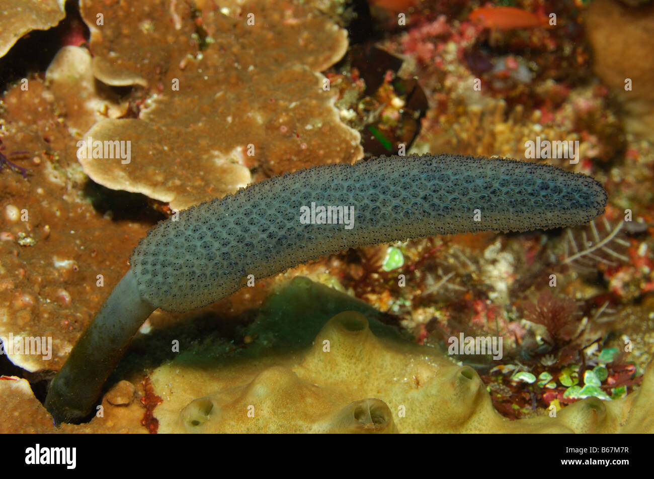 Blue Colony of Tunicates Neptheis morph blue Alor Lesser Sunda Islands ...