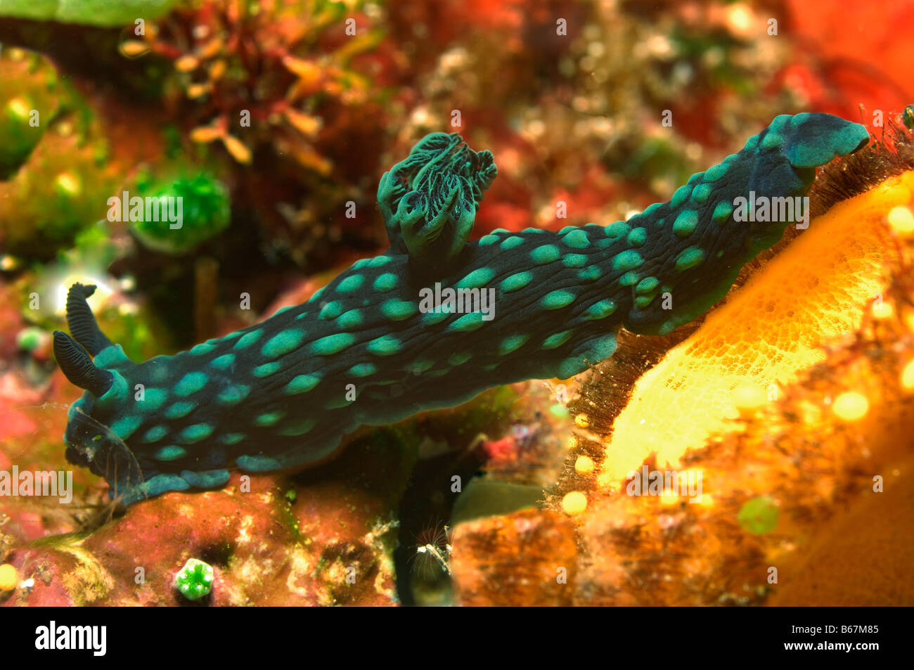 Nembrotha Nudibranch Nembrotha cristata Alor Lesser Sunda Islands Indo ...