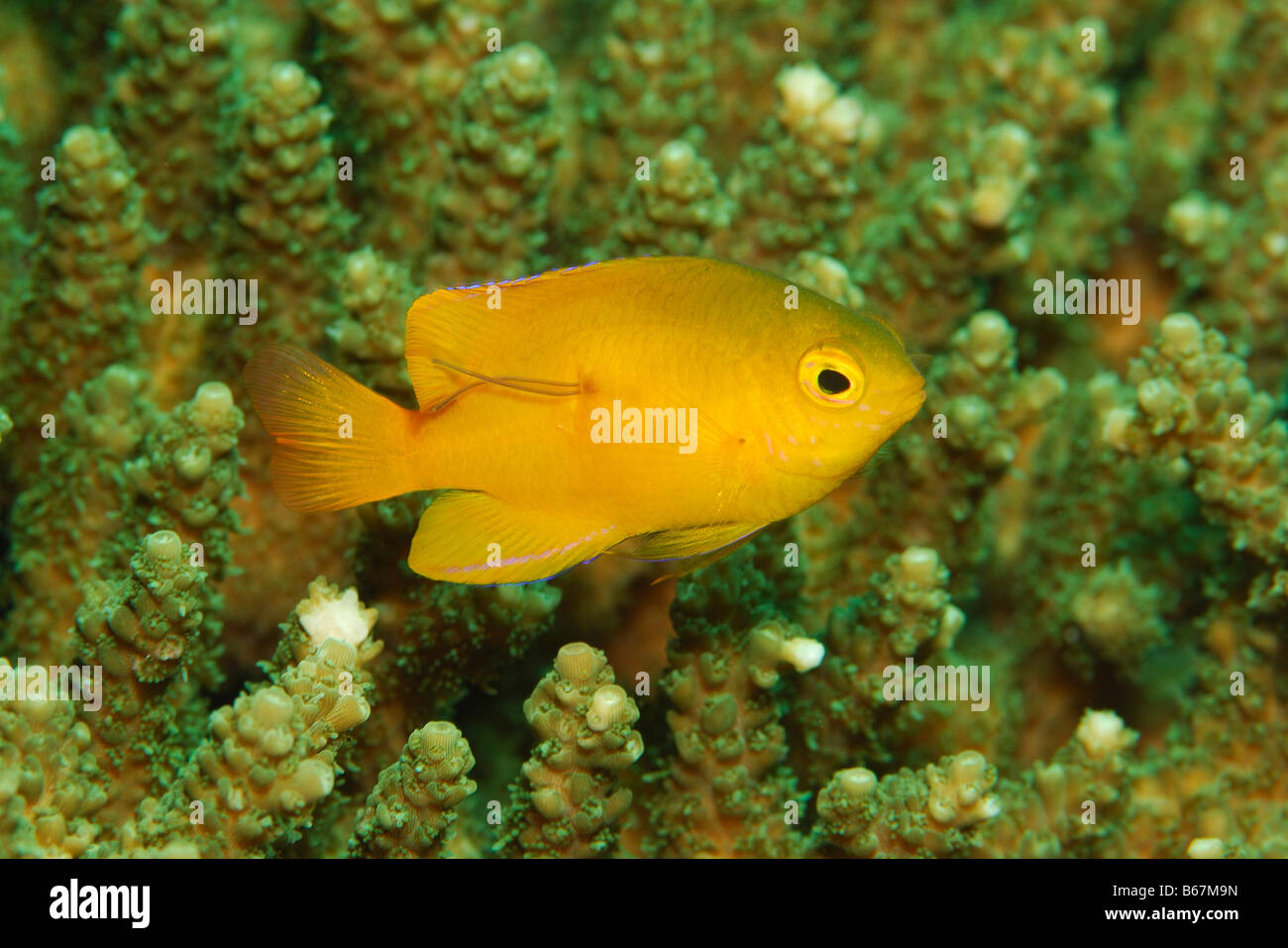 Golden Damsel Amblyglyphidodon aureus Alor Lesser Sunda Islands Indo ...