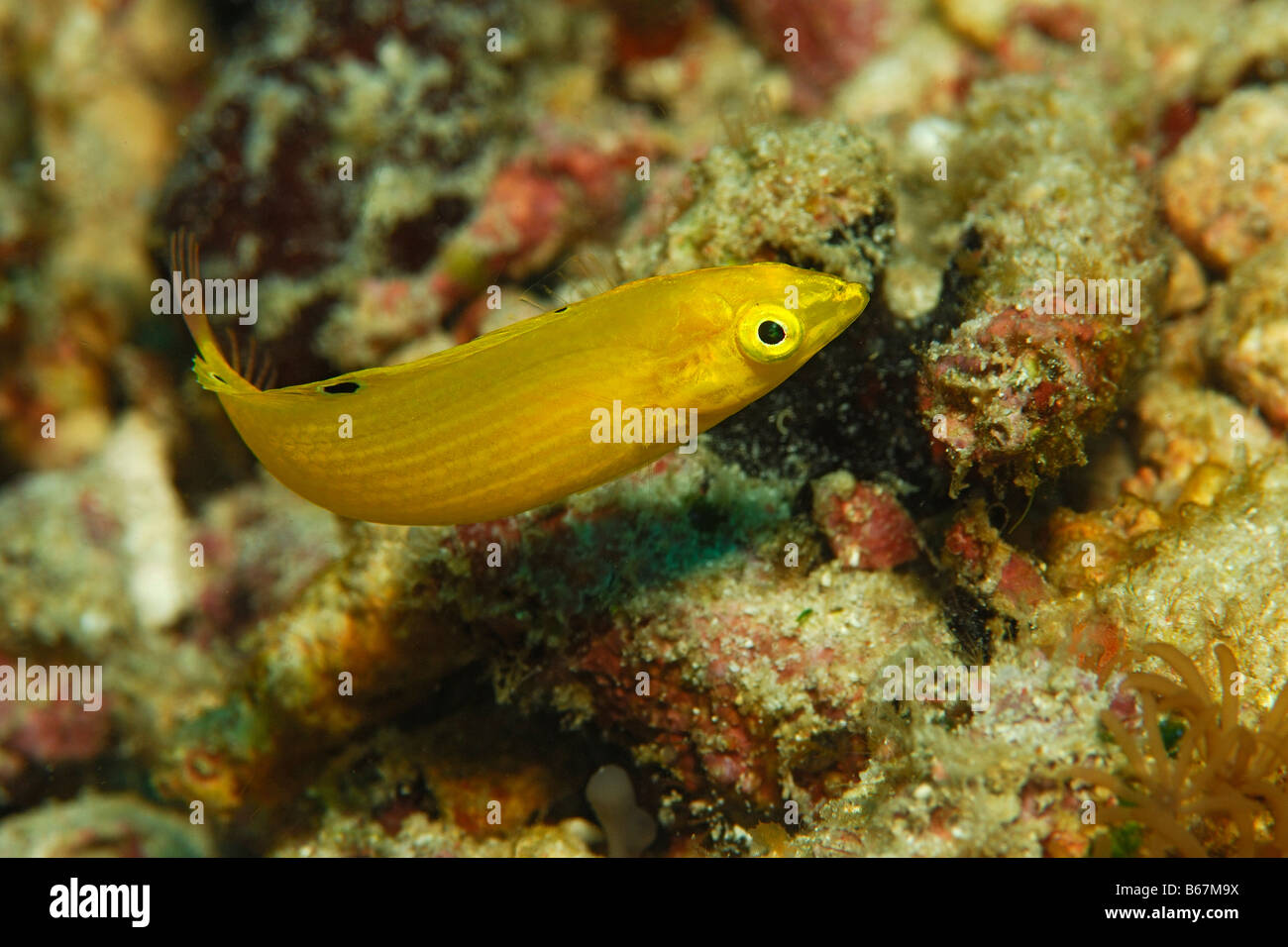 Yellow Wrasse Biochoeres leucoxanthes Alor Lesser Sunda Islands Indo ...