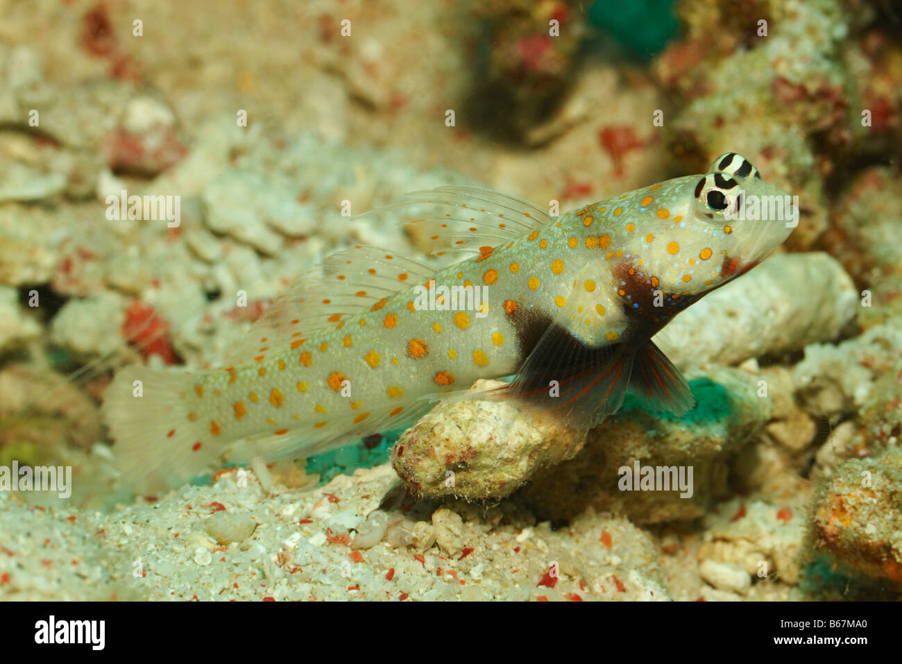 Spotted Prawn Goby Amblyeleotris guttata Alor Lesser Sunda Islands Indo ...