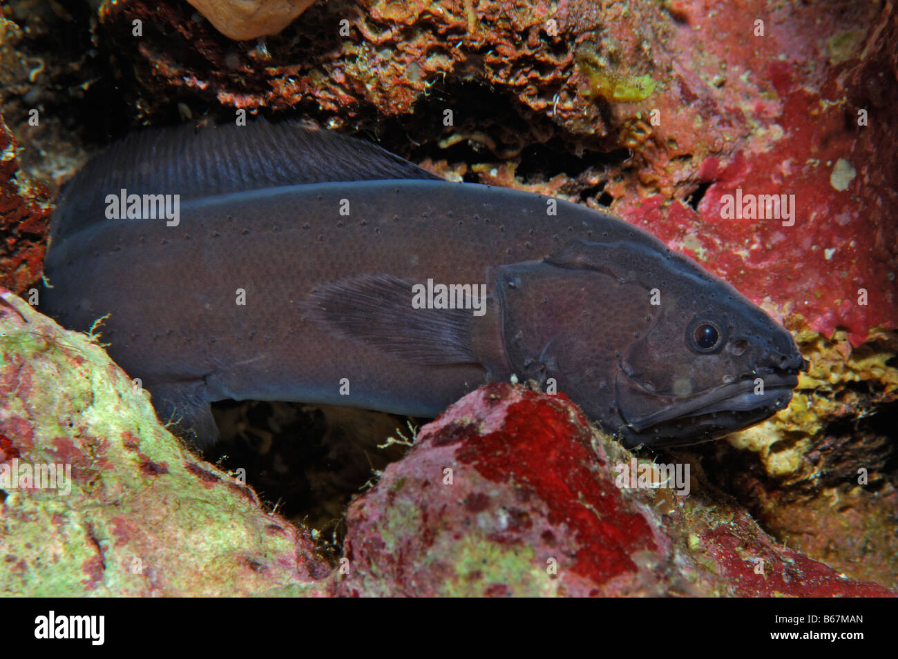 Brotula Fish Grammonus ater Susac Island Adriatic Sea Croatia Stock ...