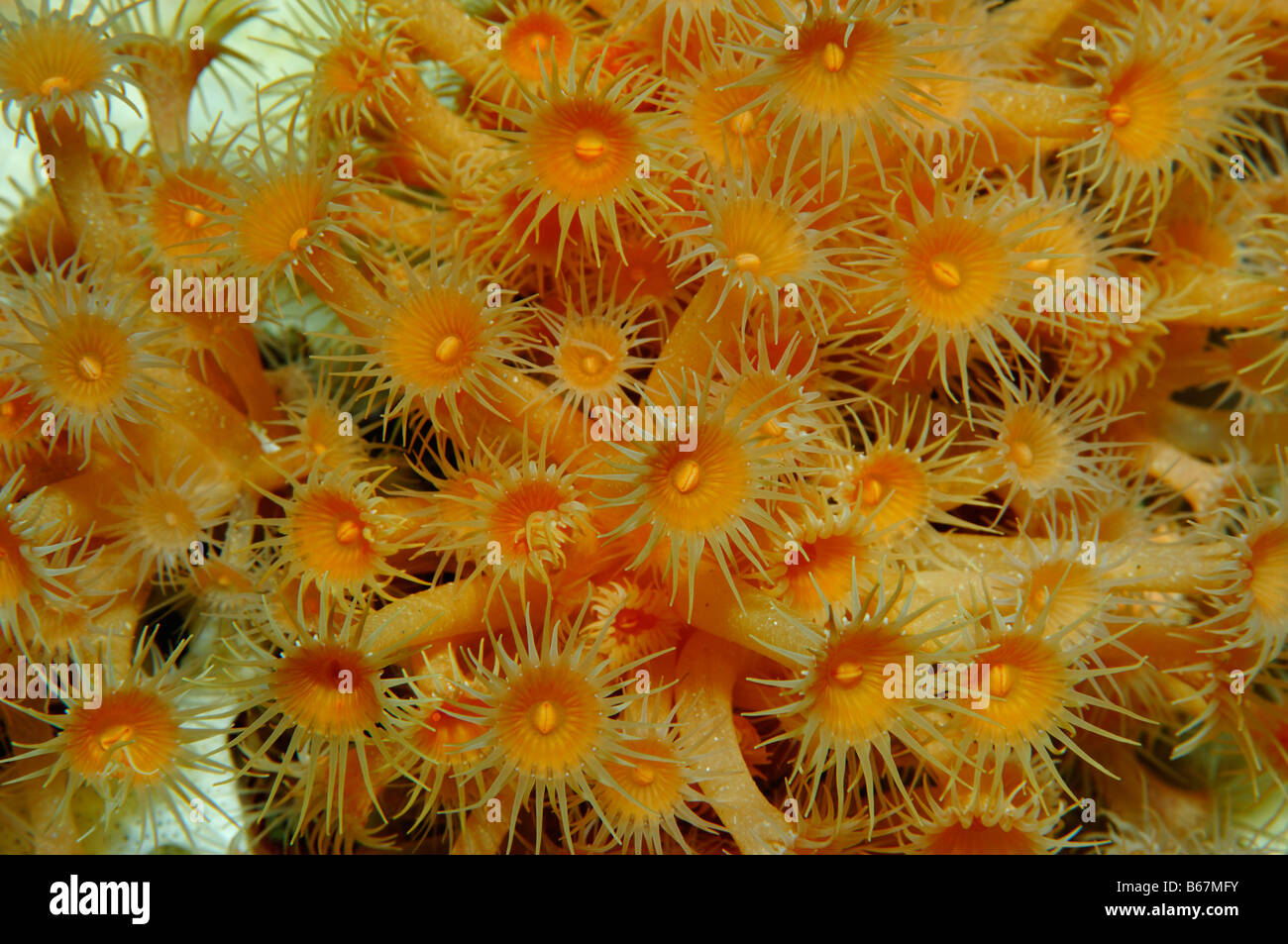 Yellow Zoanthid Anemone Parazoanthus axinellae Susac Island Adriatic ...