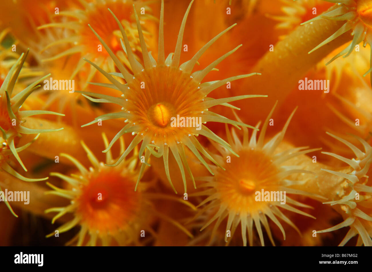 Yellow Zoanthid Anemone Parazoanthus axinellae Susac Island Adriatic ...