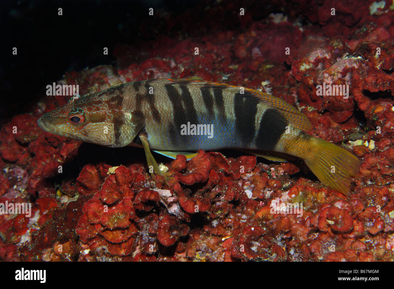 Painted Comber Serranus scriba Susac Island Adriatic Sea Croatia Stock ...