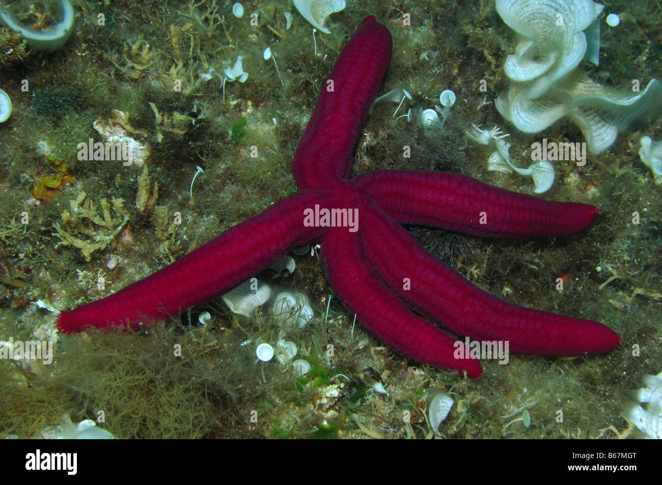 Purple Starfish Echinaster sepositus Susac Island Adriatic Sea Croatia ...