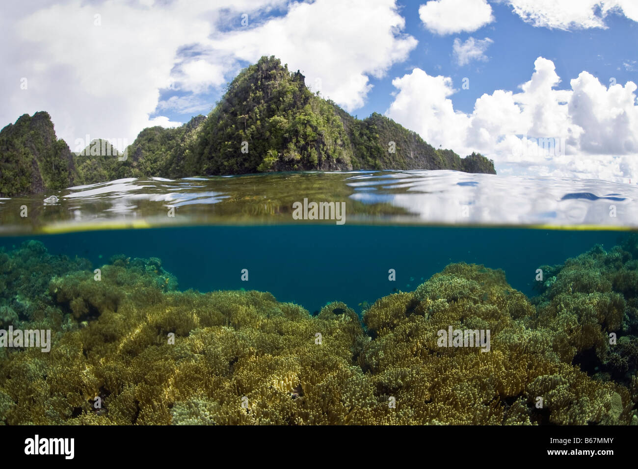 Leather Corals in shallow Water Lobophytum compactum Misool Raja Ampat ...