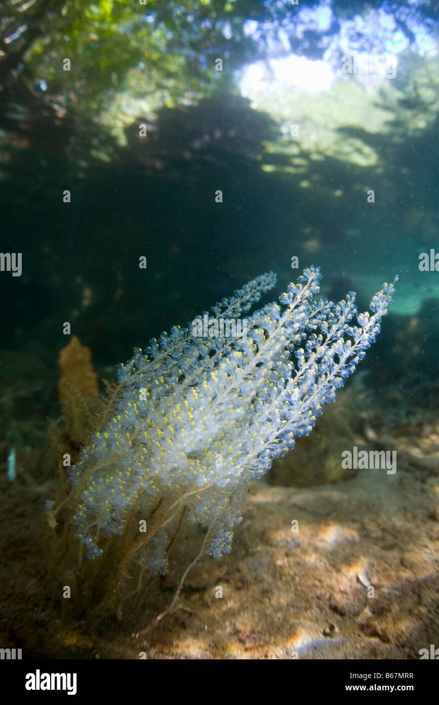 Colonial tunicates hi-res stock photography and images - Alamy