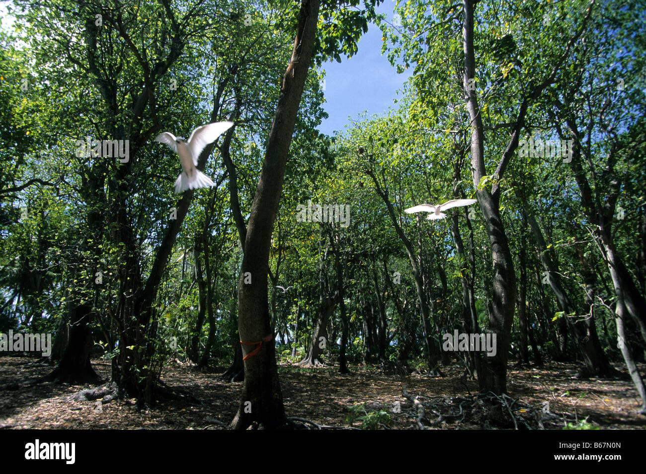Terns in Pisonia forest on North Keeling Island Stock Photo - Alamy