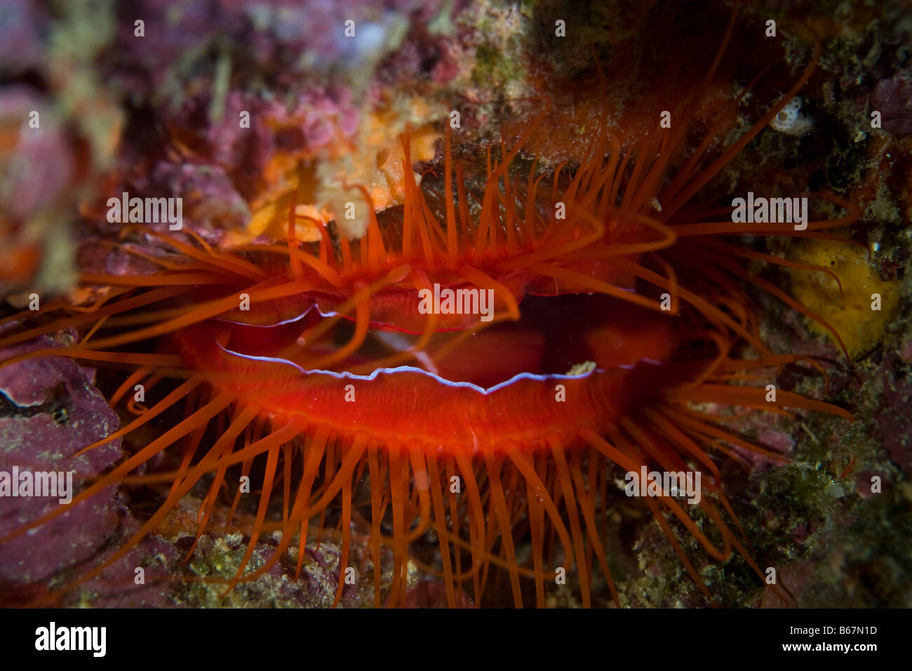 Fileshell hi-res stock photography and images - Alamy