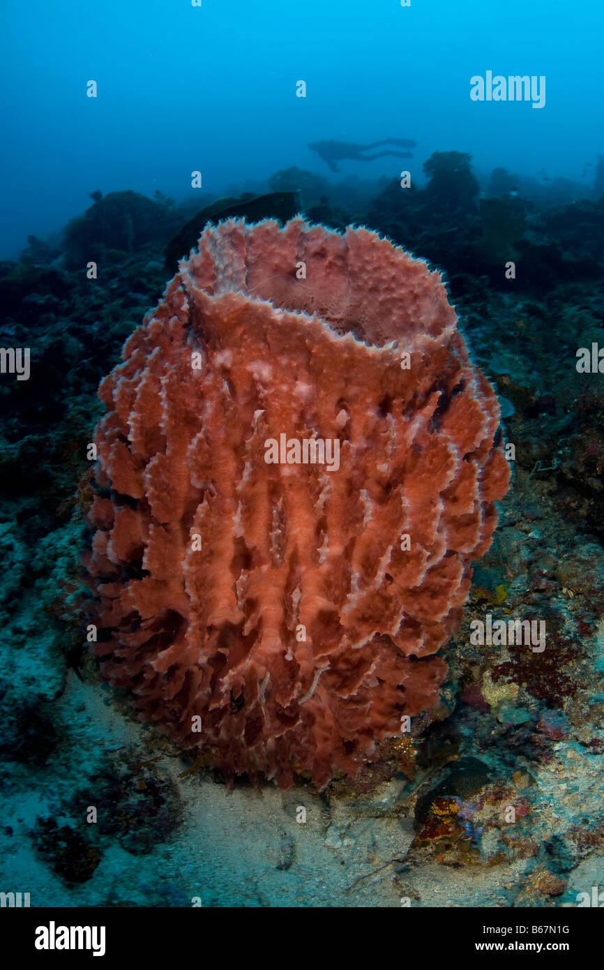 Barrel Sponge Stock Photos & Barrel Sponge Stock Images - Alamy