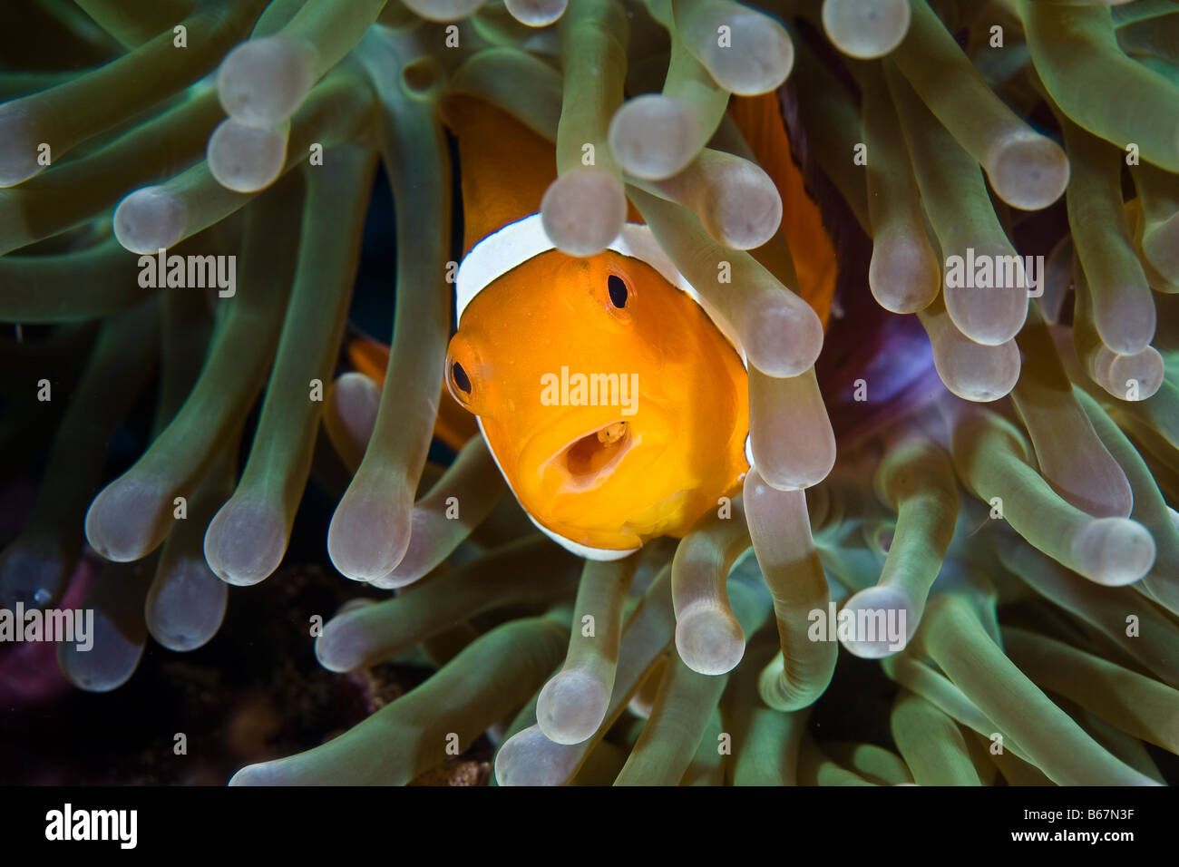 High Resolution Clown Fish 57+ Scary Clown Wallpaper Screensavers