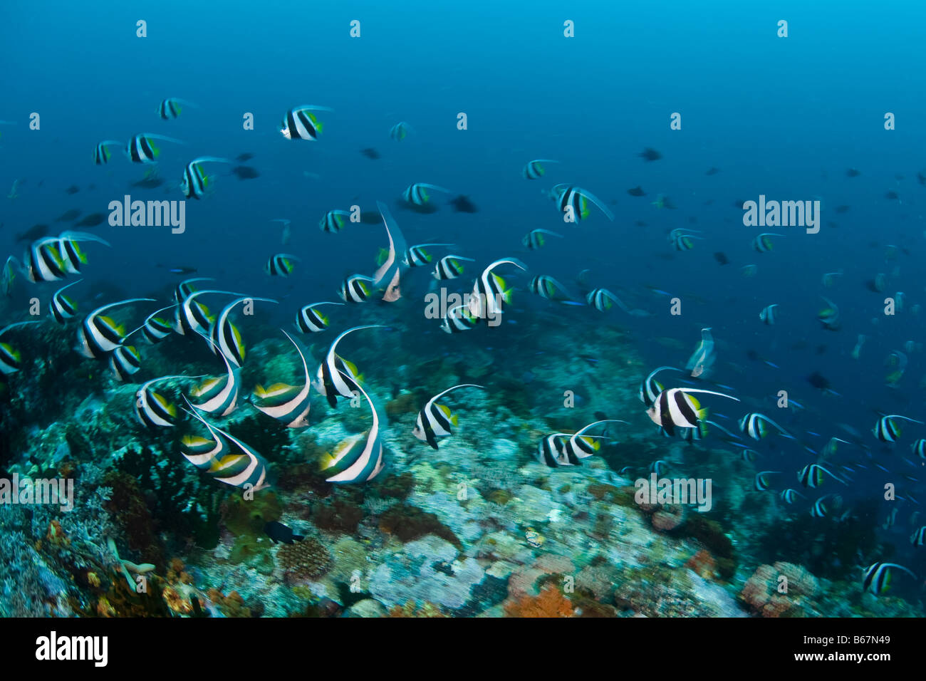 Heniochus diphreutes hi-res stock photography and images - Alamy