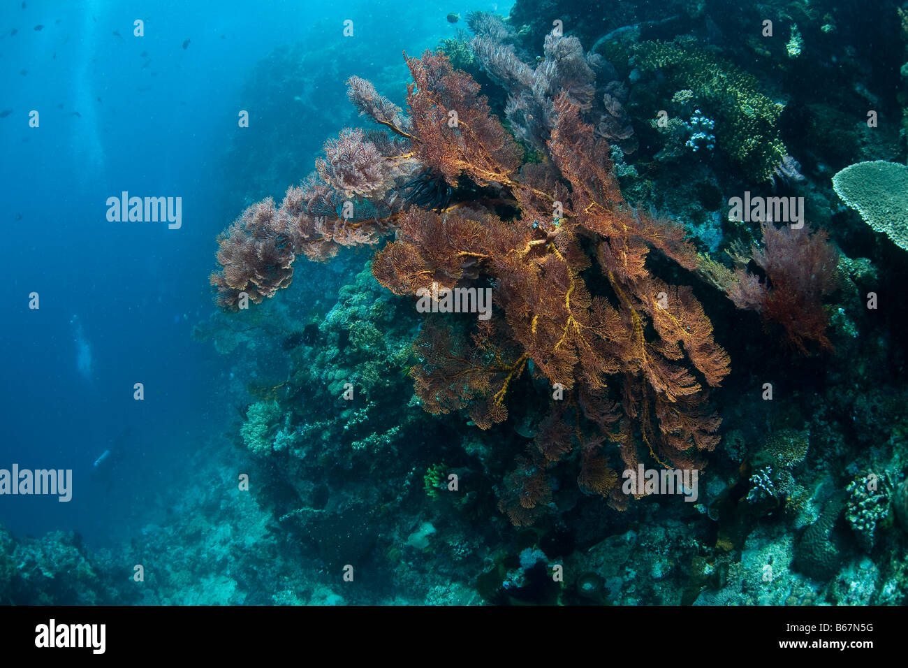 Giant gorgonian sea fan with diver hi-res stock photography and images ...