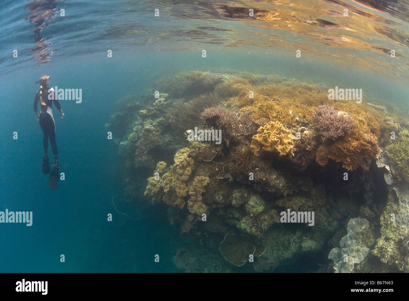 Freediver at Drop Off Misool Raja Ampat West Papua Indonesia Stock ...