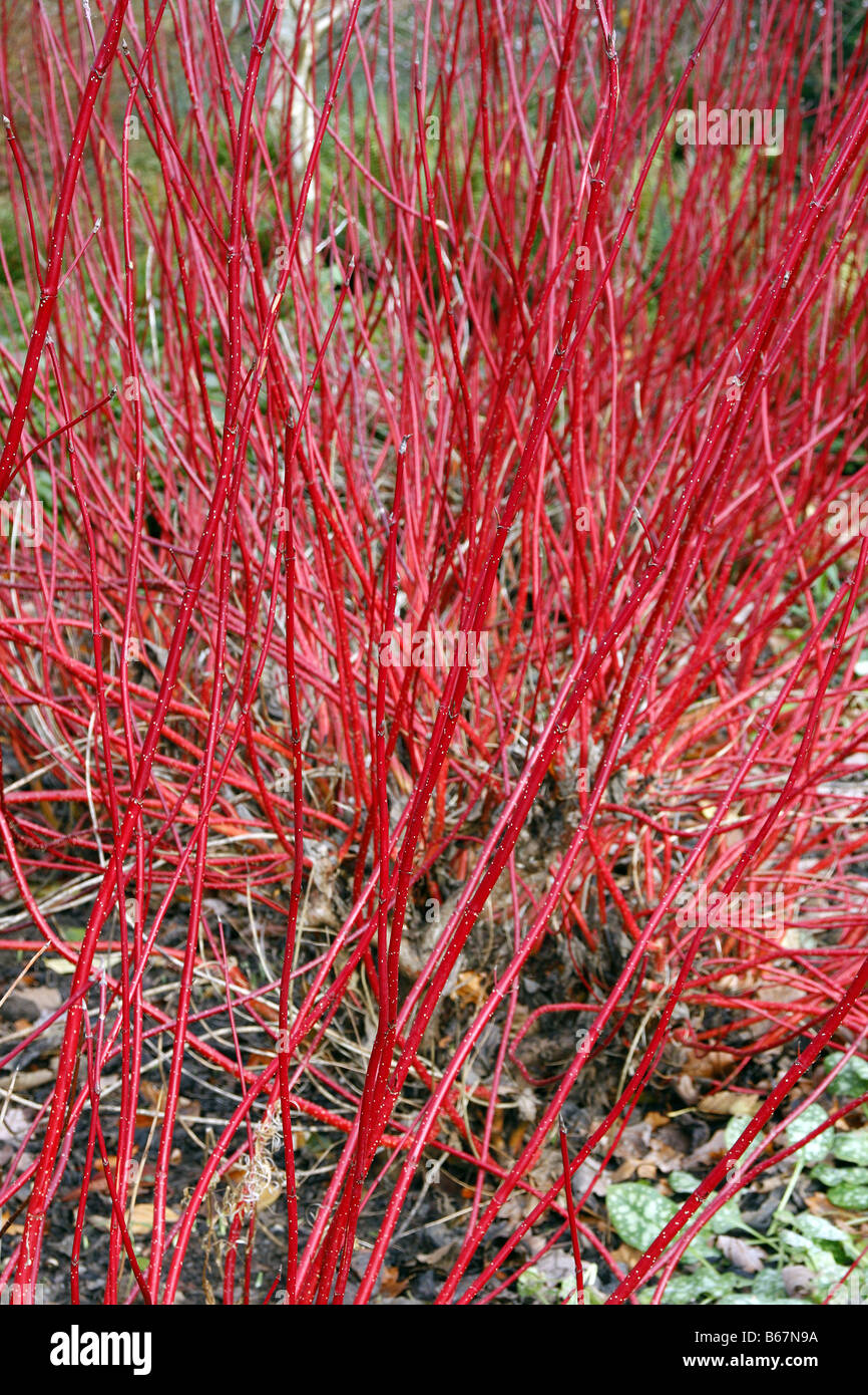 CORNUS ALBA SIBIRICA AGM AT RHS ROSEMOOR Stock Photo - Alamy
