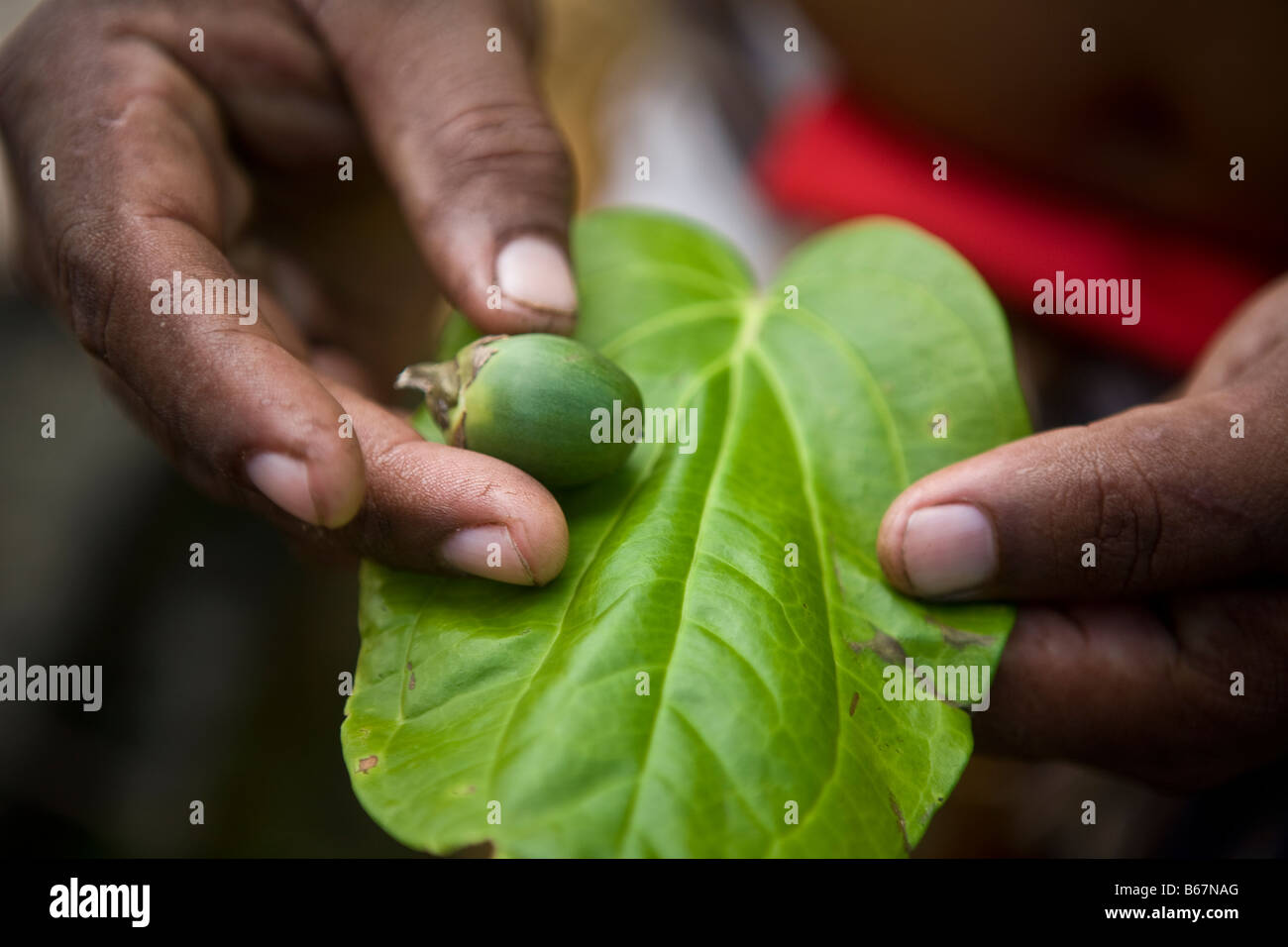 Betel nut chewing palau micronesia hi-res stock photography and images ...
