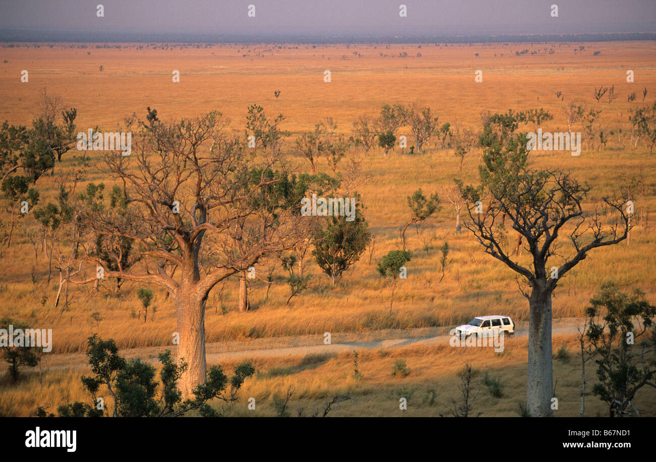 Boab trees near the Napier Range, Gibb River Road, Western Australia ...