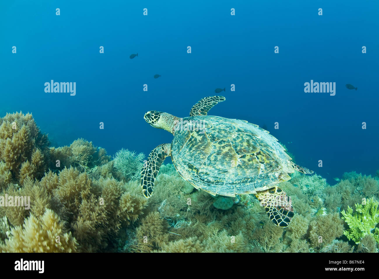 Hawksbill Turtle Eretmochelys imbricata Micronesia Pacific Ocean Palau ...
