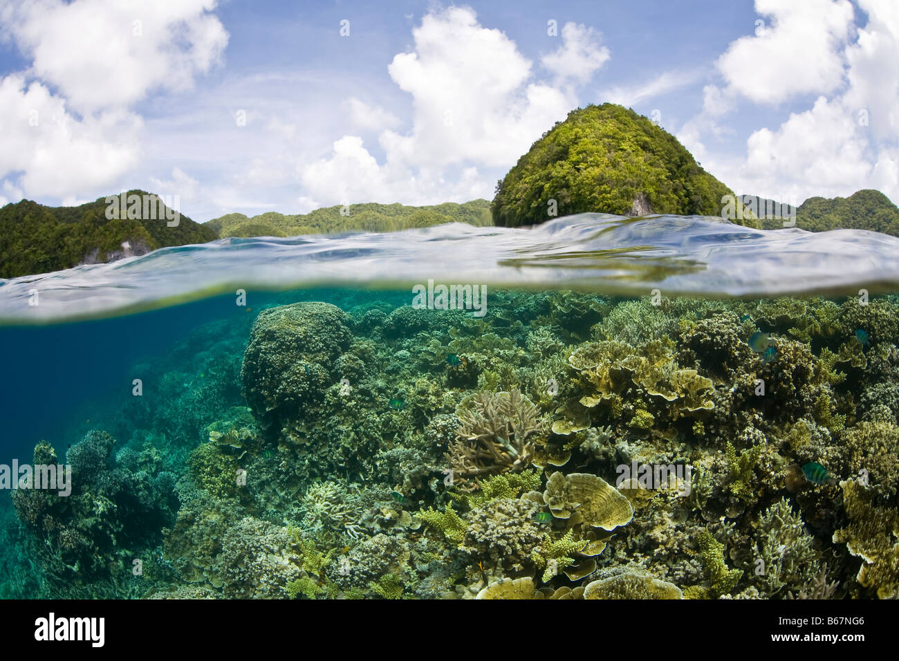 Healthy Coral Reef Micronesia Pacific Ocean Palau Stock Photo - Alamy