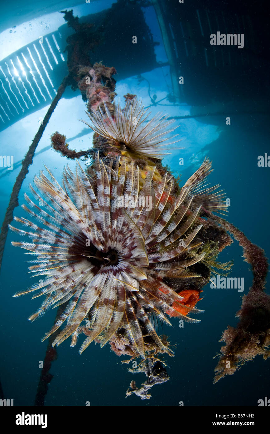 Annelida segmented worms hi-res stock photography and images - Alamy