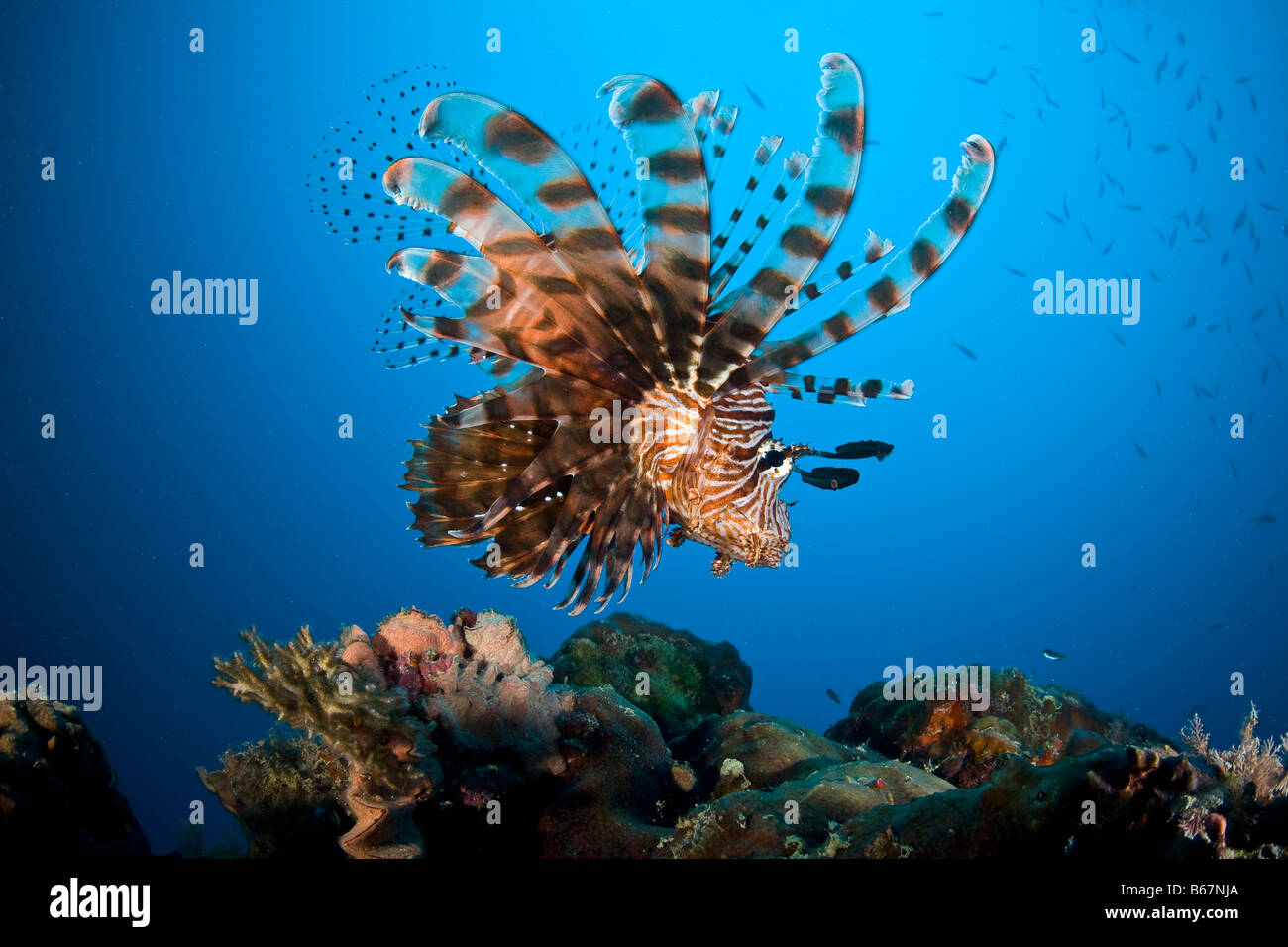 Palau fish hi-res stock photography and images - Alamy