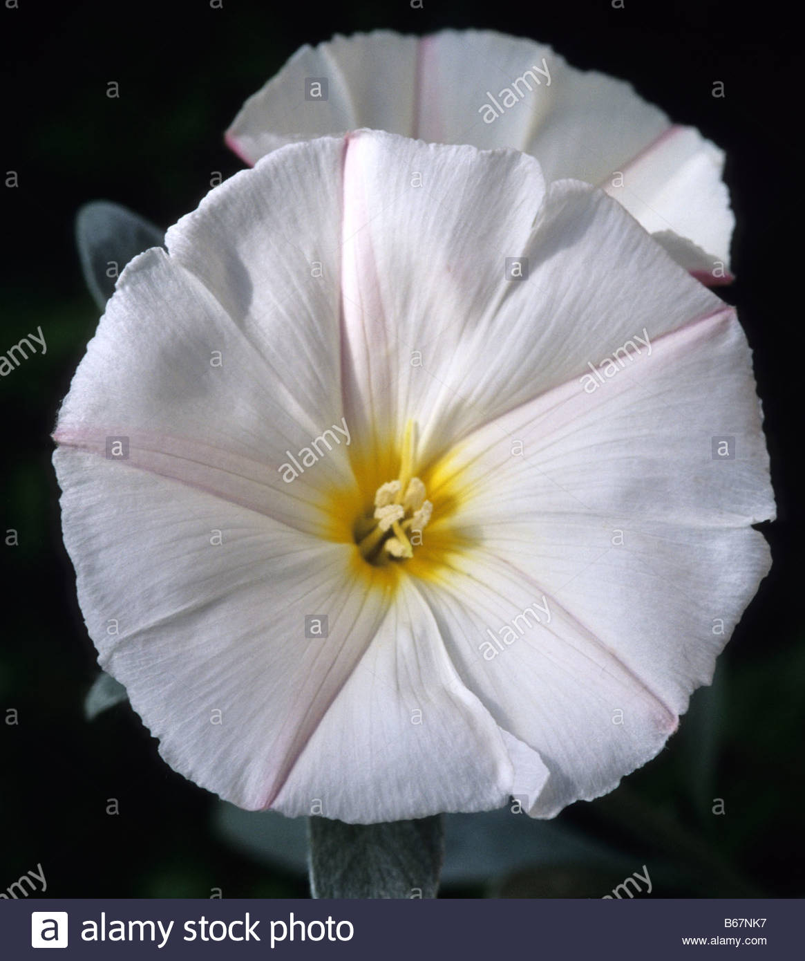 Convolvulus Cneorum Stock Photos & Convolvulus Cneorum Stock Images - Alamy