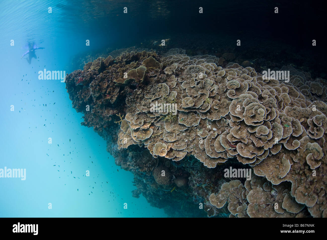 Foliose coral hi-res stock photography and images - Alamy