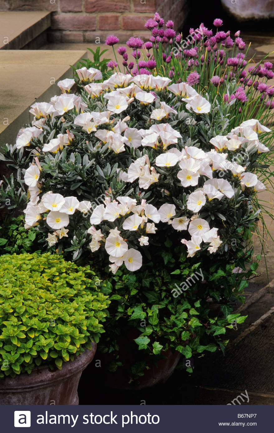 Convolvulus Cneorum Stock Photos & Convolvulus Cneorum Stock Images - Alamy