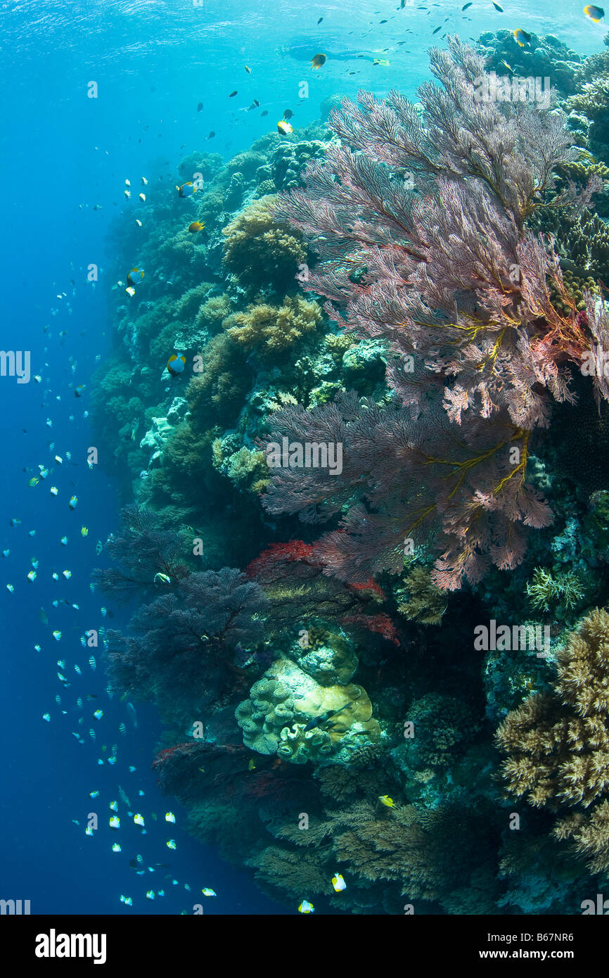 Pyramid Butterflyfishes at Coral Reef Hemitaurichthys polylepis ...