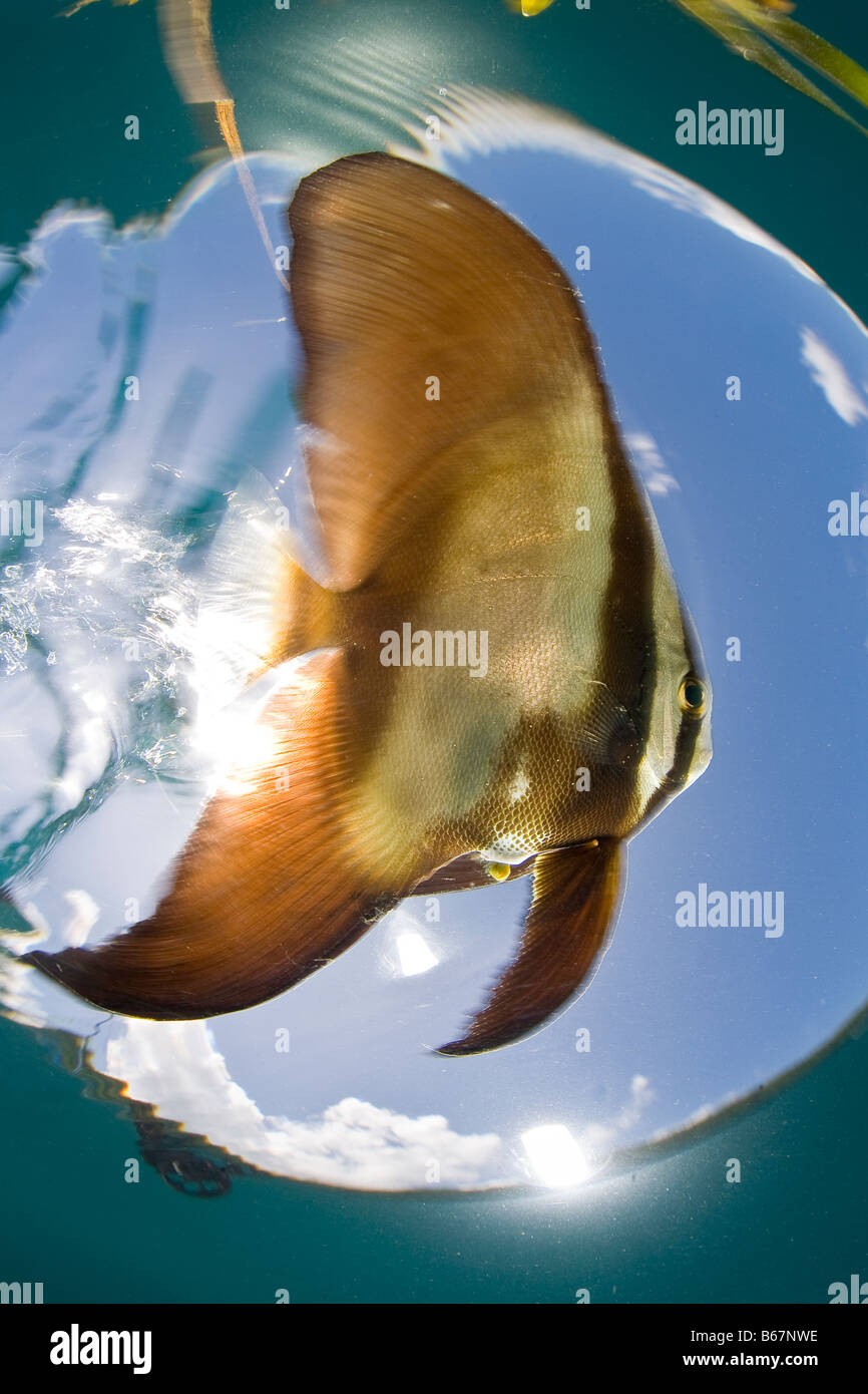 Juvenile spadefish hi-res stock photography and images - Alamy