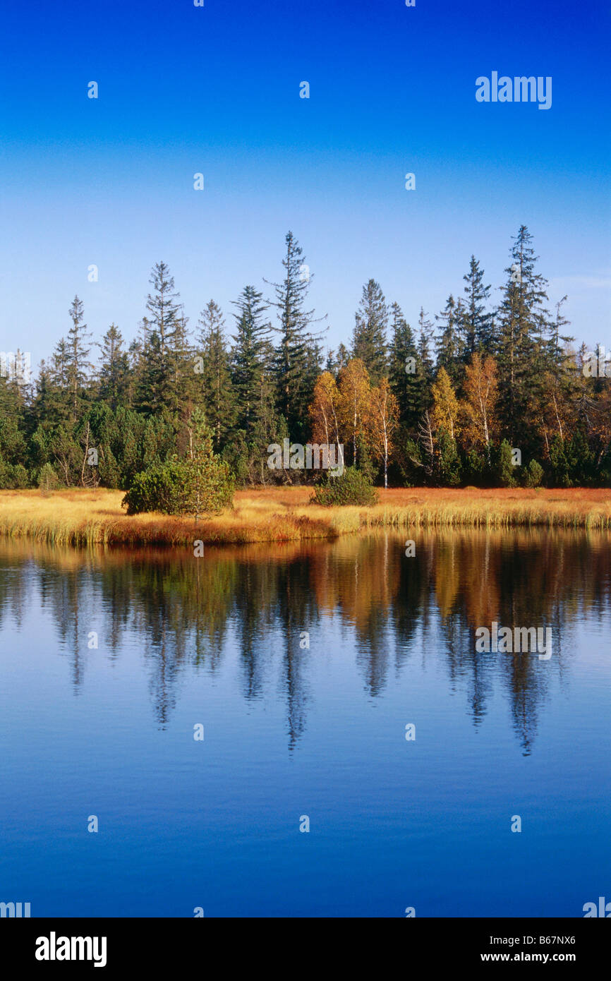 Swamp lake on mount Hohloch, nature reserve Kaltenbronn, Black Forest ...