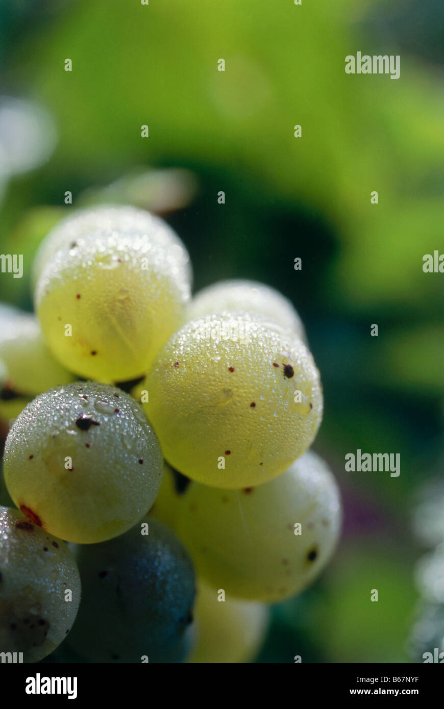 Saar Pfalz High Resolution Stock Photography and Images - Alamy