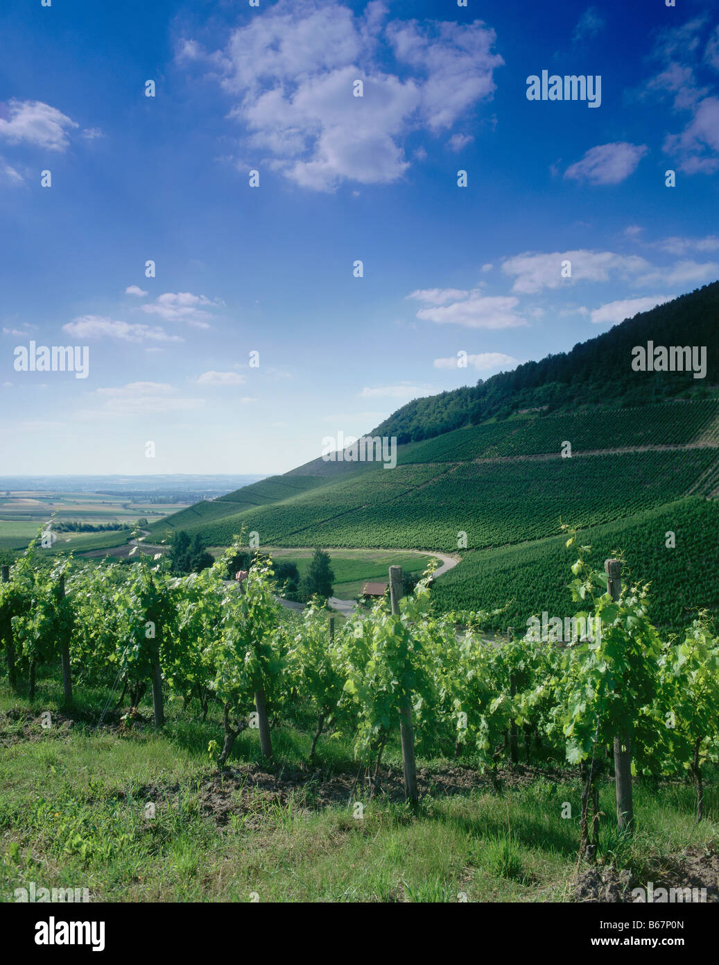 Steigerwald vineyard hi-res stock photography and images - Alamy