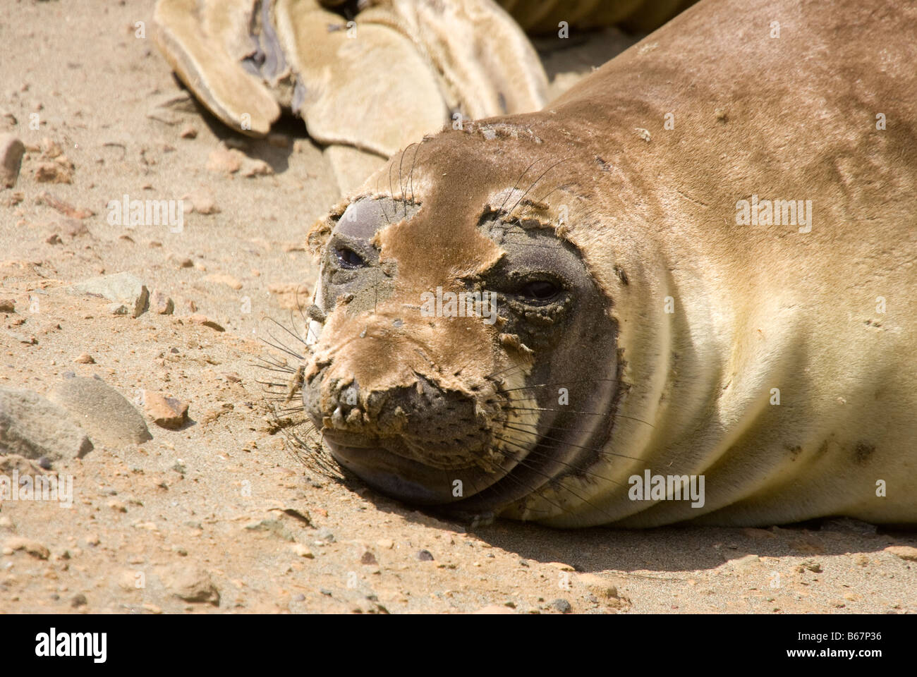 Elephant seal molting hi-res stock photography and images - Alamy