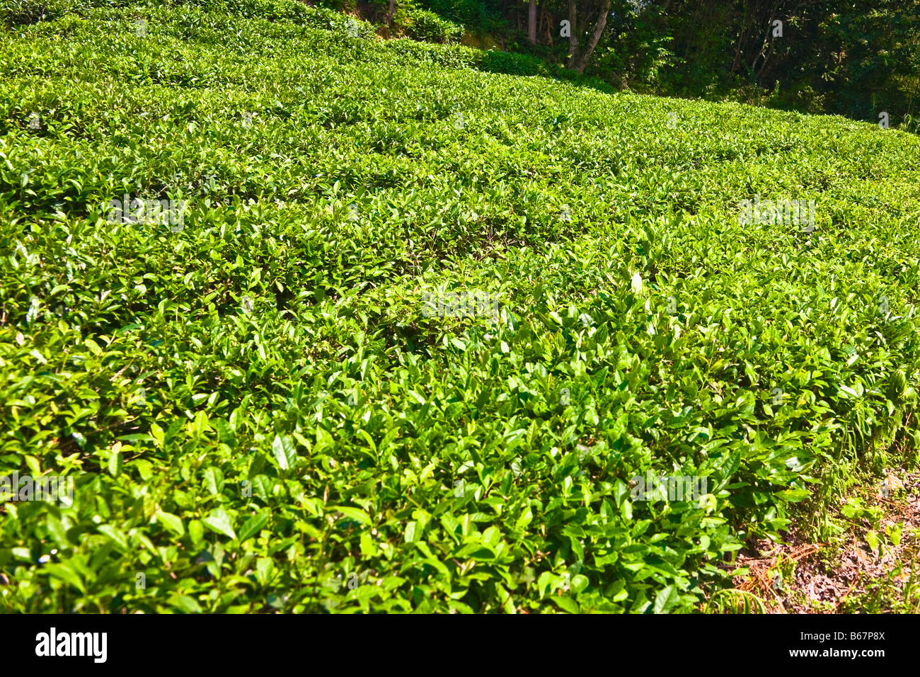 Tea plantation landscape china hi-res stock photography and images - Alamy