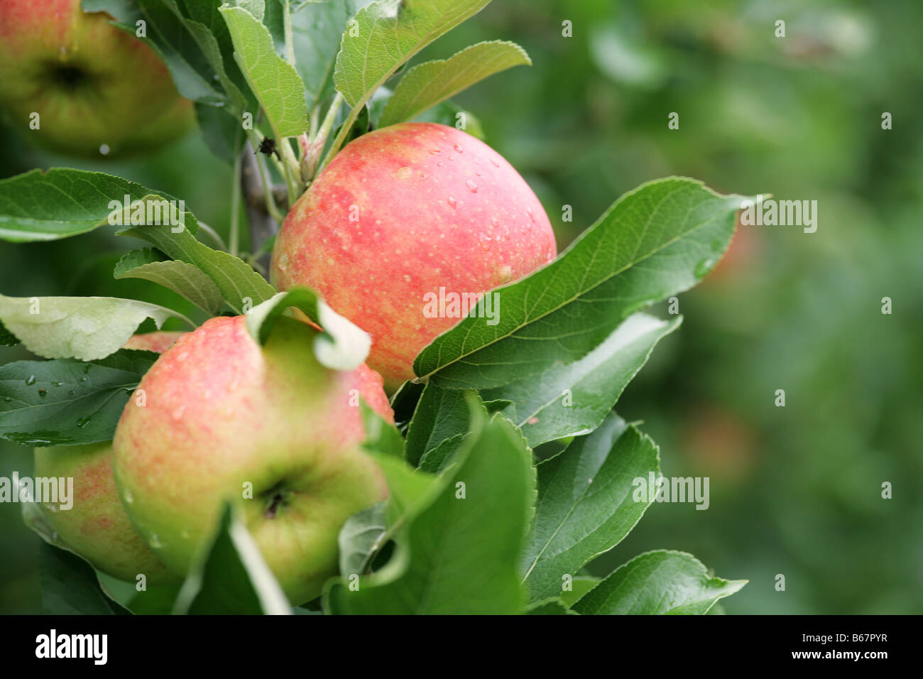 Apples hanging from tree, Styria, Austria Stock Photo - Alamy