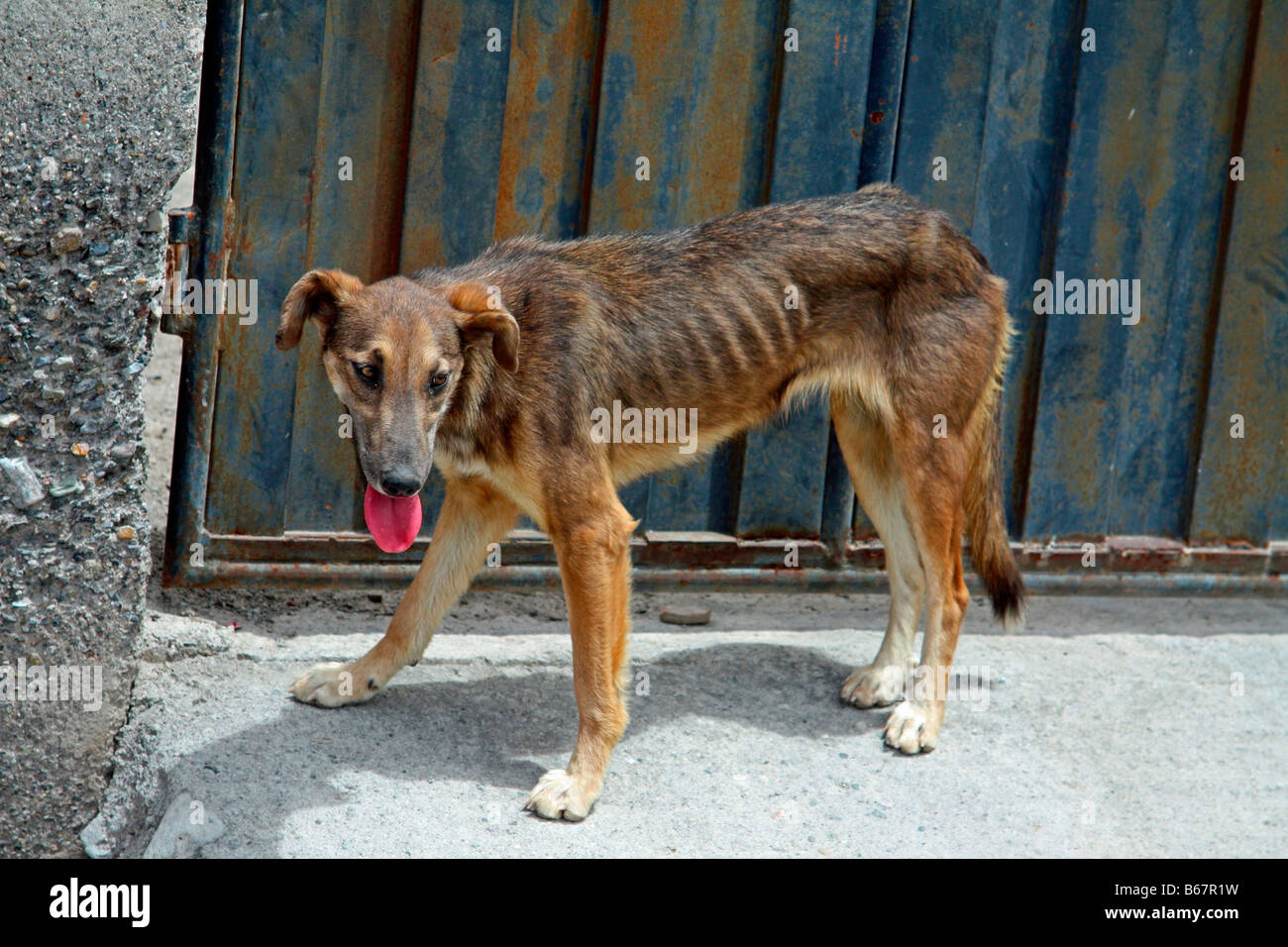 How Do You Help A Malnourished Dog