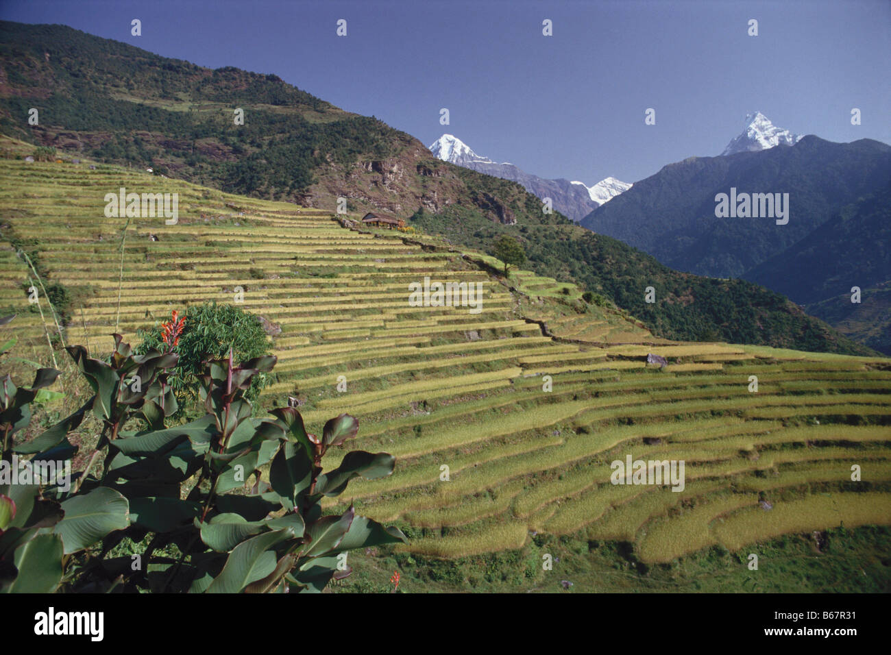 Rice terraces on the mountain side, Annapurna, Nepal Stock Photo - Alamy