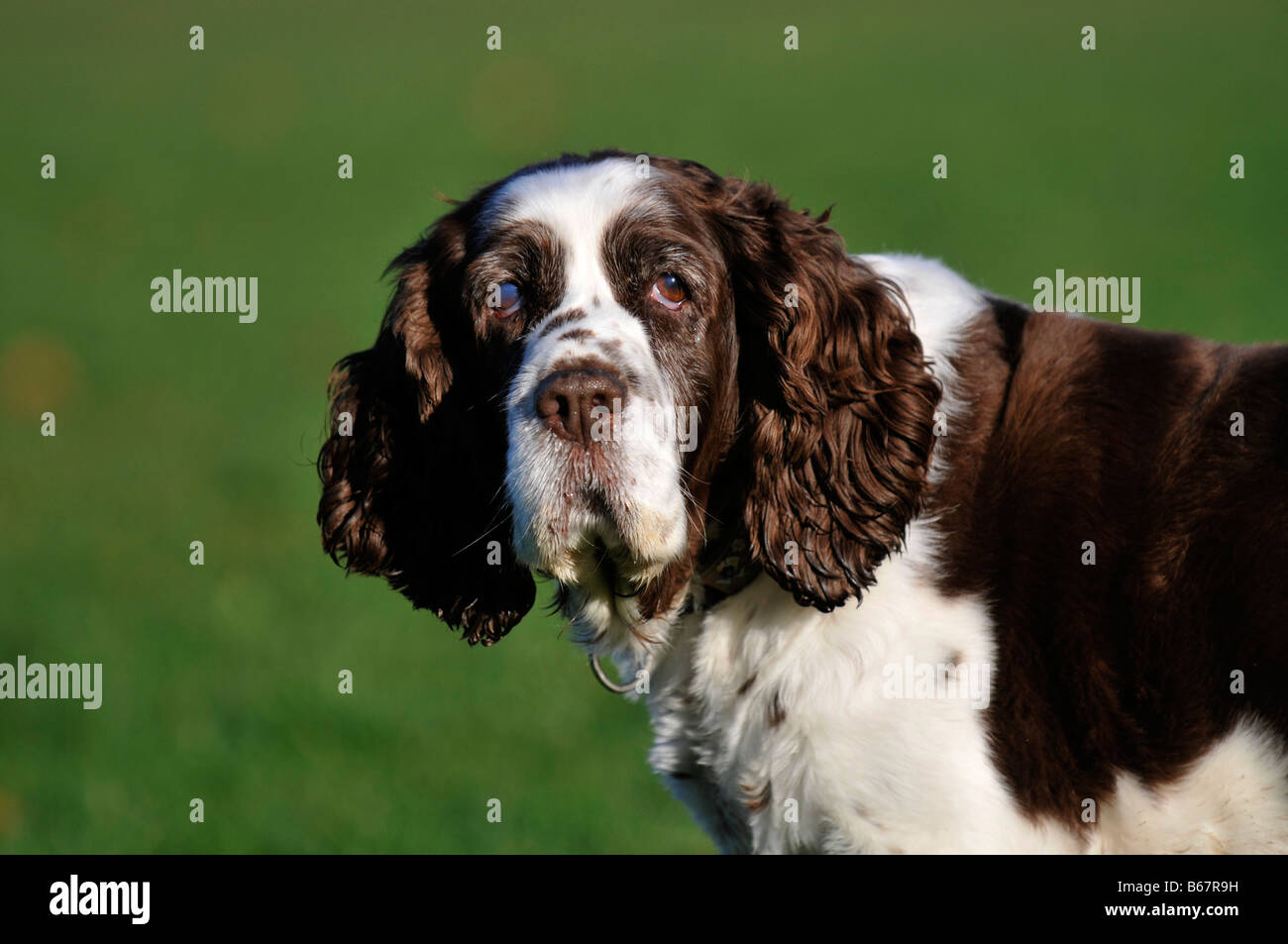 old springer spaniel Stock Photo - Alamy