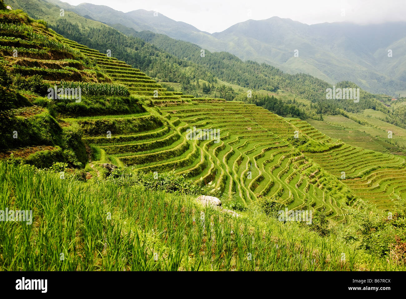 Jinkeng terraced fields hi-res stock photography and images - Alamy